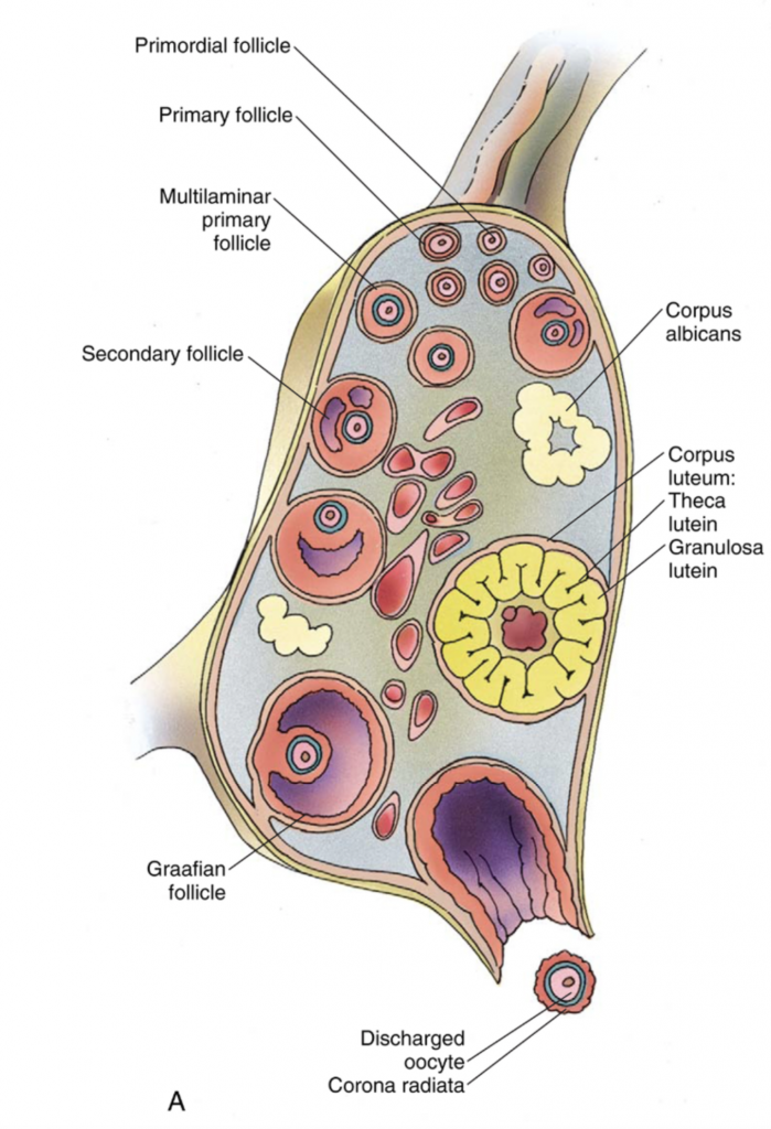 Female Reproductive Histology Notes – Medical Histology – Jacobs School ...