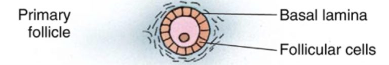 Female Reproductive Histology Notes – Medical Histology – Jacobs School ...