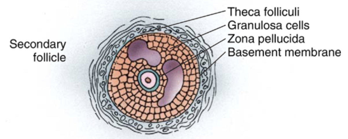Female Reproductive Histology Notes – Medical Histology – Jacobs School ...