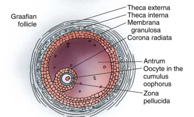 Female Reproductive Histology Notes – Medical Histology – Jacobs School ...