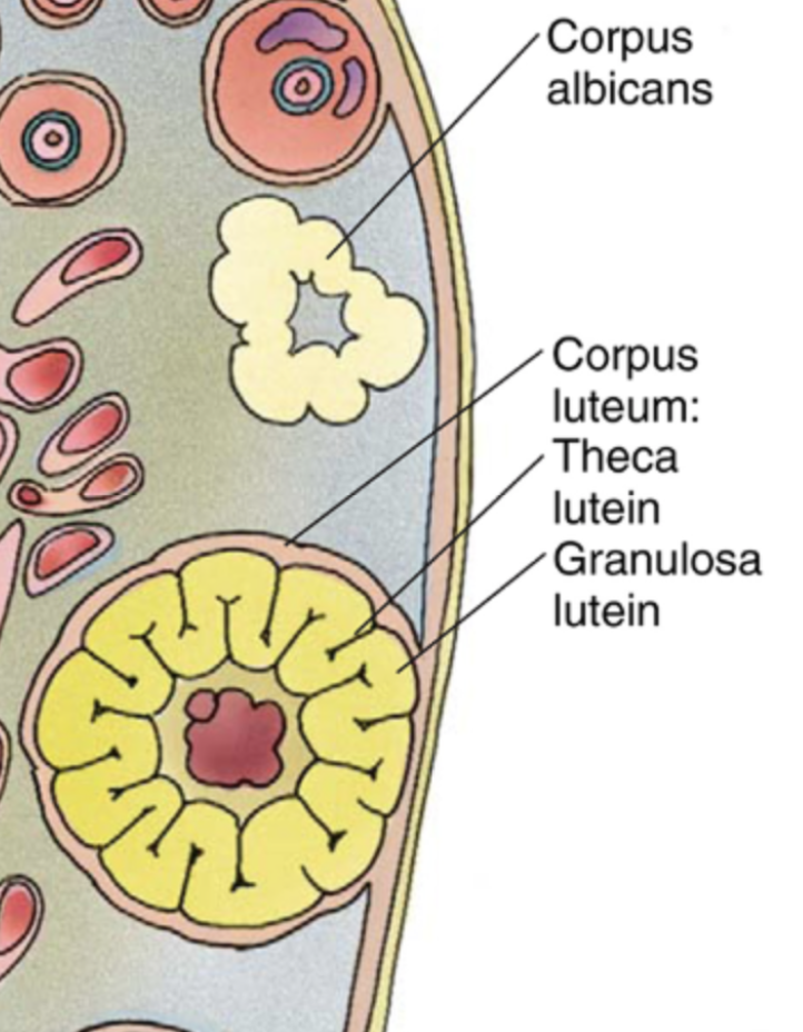 Female Reproductive Histology Notes – Medical Histology – Jacobs School ...