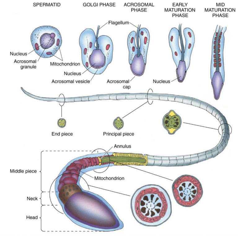 Male Reproductive Histology Notes – Medical Histology – Jacobs School ...