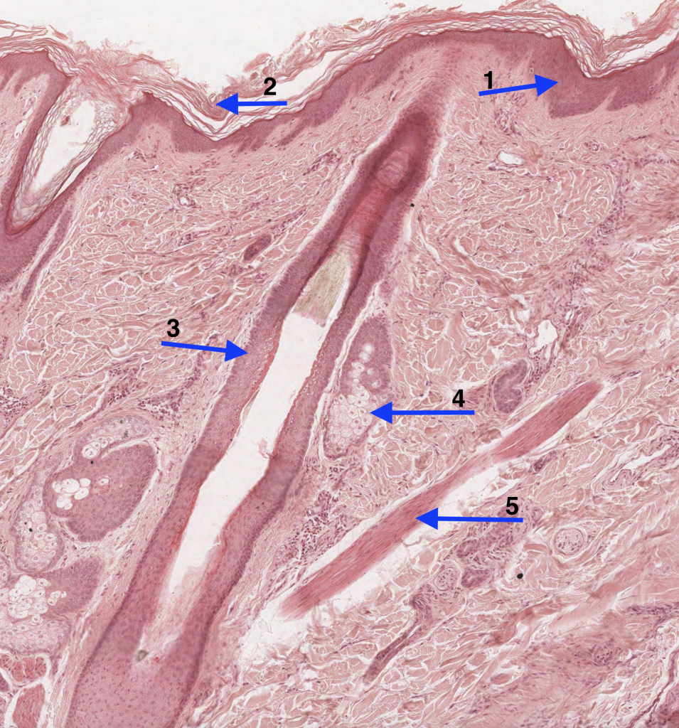 Integument Practice Quiz – Medical Histology – Jacobs School of Medicine