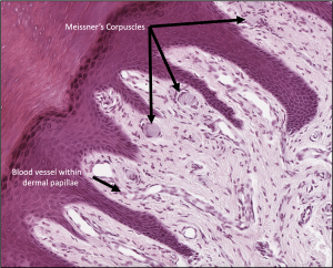 Integument Histology Notes – Medical Histology – Jacobs School of Medicine