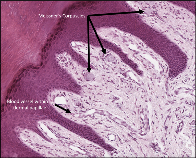 Integument Histology Notes – Medical Histology – Jacobs School of Medicine