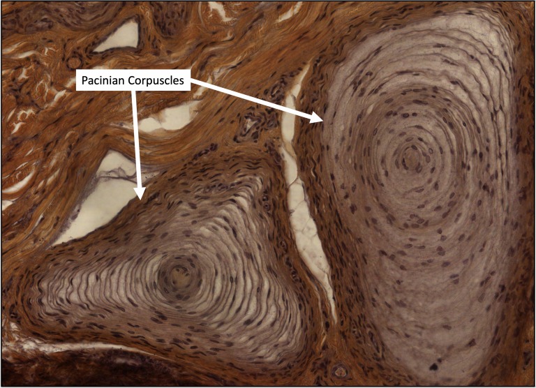 Integument Histology Notes – Medical Histology – Jacobs School of Medicine