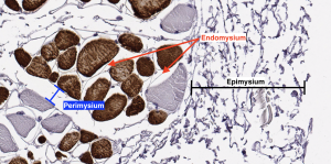 Cartilage/Bone/Muscle Histology Notes – Medical Histology – Jacobs ...