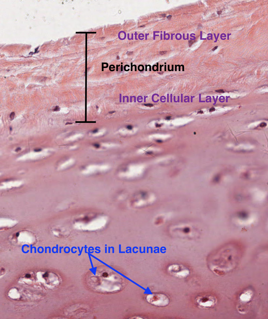 Cartilage Bone Muscle Histology Notes Medical Histology Jacobs