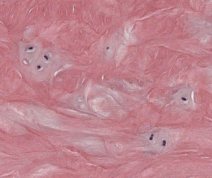Cartilage/Bone/Muscle Histology Notes – Medical Histology – Jacobs ...