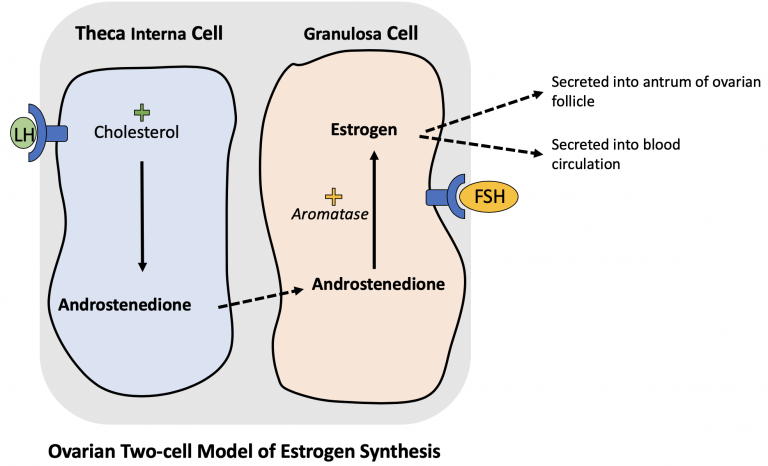 Female Reproductive Histology Notes – Medical Histology – Jacobs School ...