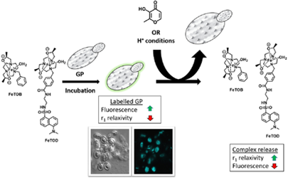 Publications – Welcome to The Morrow Lab